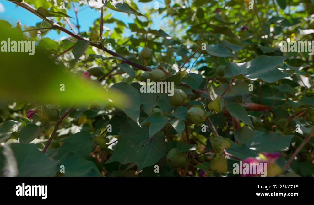 Sunny immature Stock Videos & Footage - HD and 4K Video Clips - Alamy