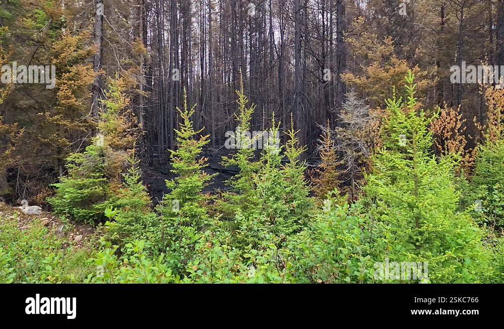 Gimbal shot lush green forest Stock Videos & Footage - HD and 4K Video ...