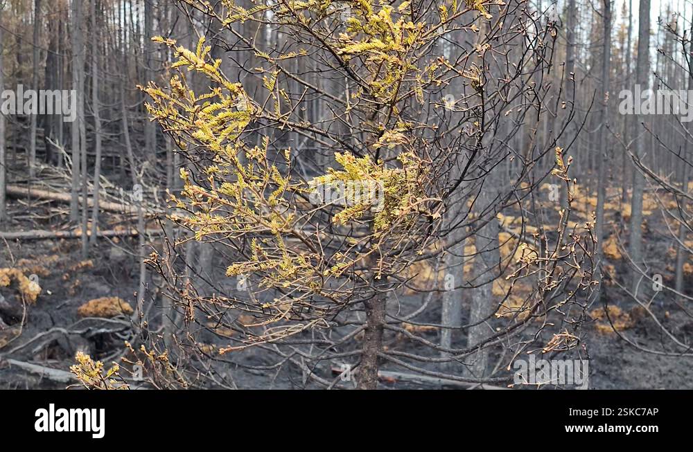 Forest Regeneration After Damage Caused Destruction. Wild Fire ...