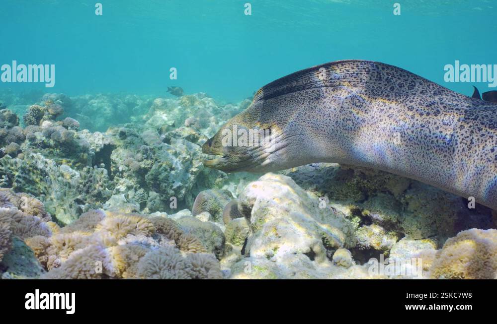 Back view, Giant moray swim among corals on top of shallow reef in ...