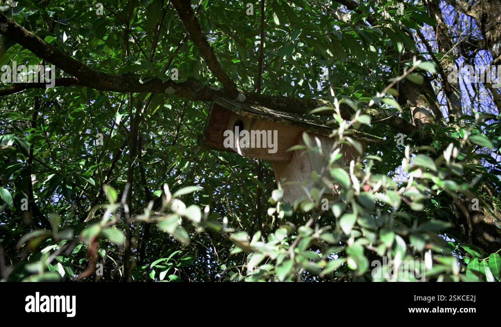 Biodiversity in the garden Stock Videos & Footage - HD and 4K Video ...