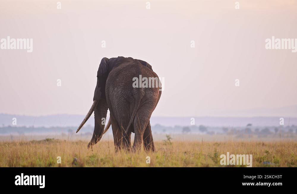 Slow Motion of African Elephant in Masai Mara, Kenya, Africa, Wildlife ...