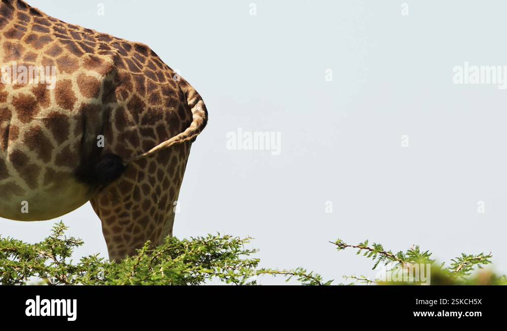 Giraffe tail Stock Videos & Footage - HD and 4K Video Clips - Alamy