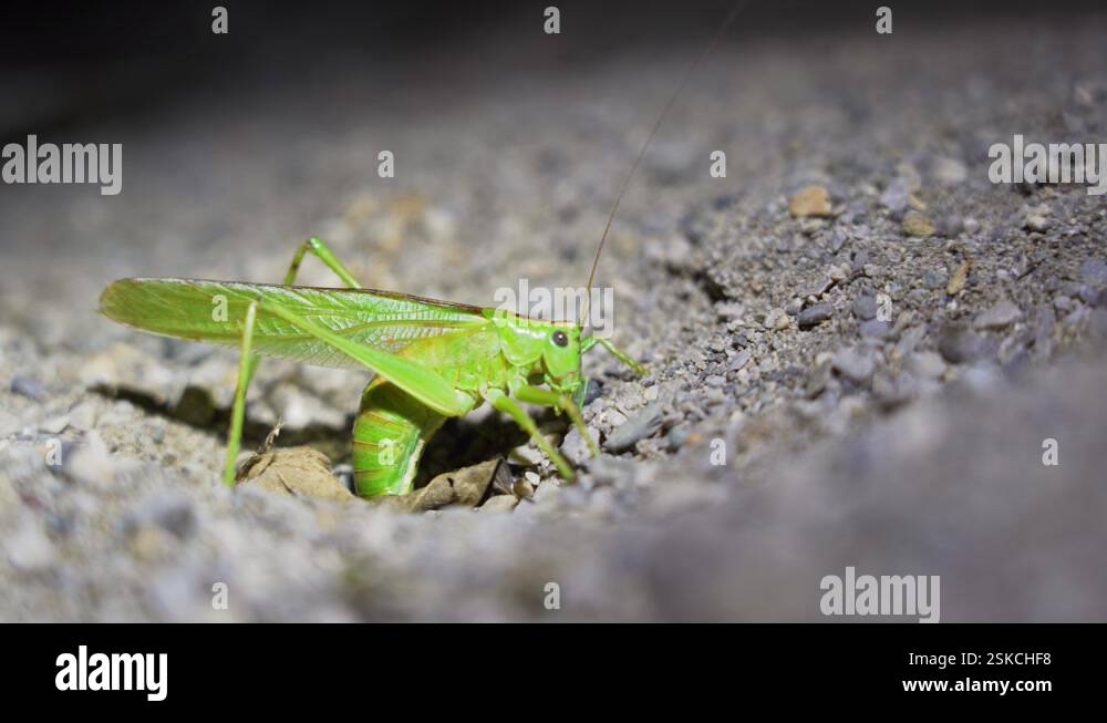 Green grasshopper laying eggs in the ground at night Stock Video ...