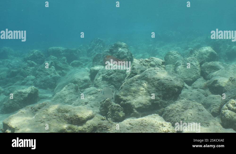 underwater calamari animal cephalopod Decapodiformes loligo vulgaris ...