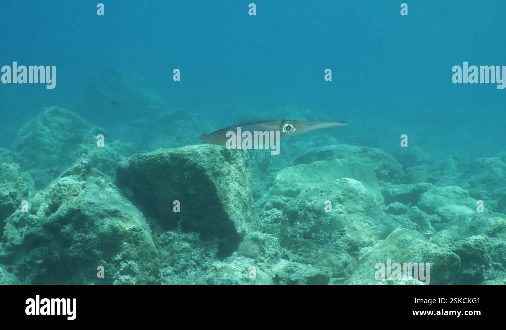 underwater calamari animal cephalopod Decapodiformes loligo vulgaris ...