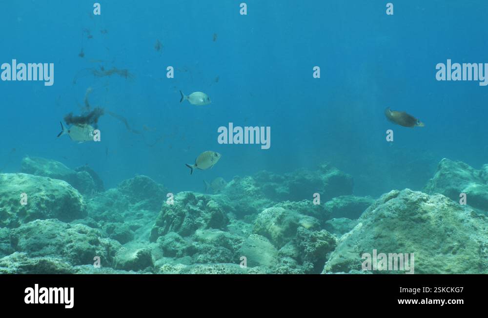 underwater calamari animal cephalopod Decapodiformes loligo vulgaris ...