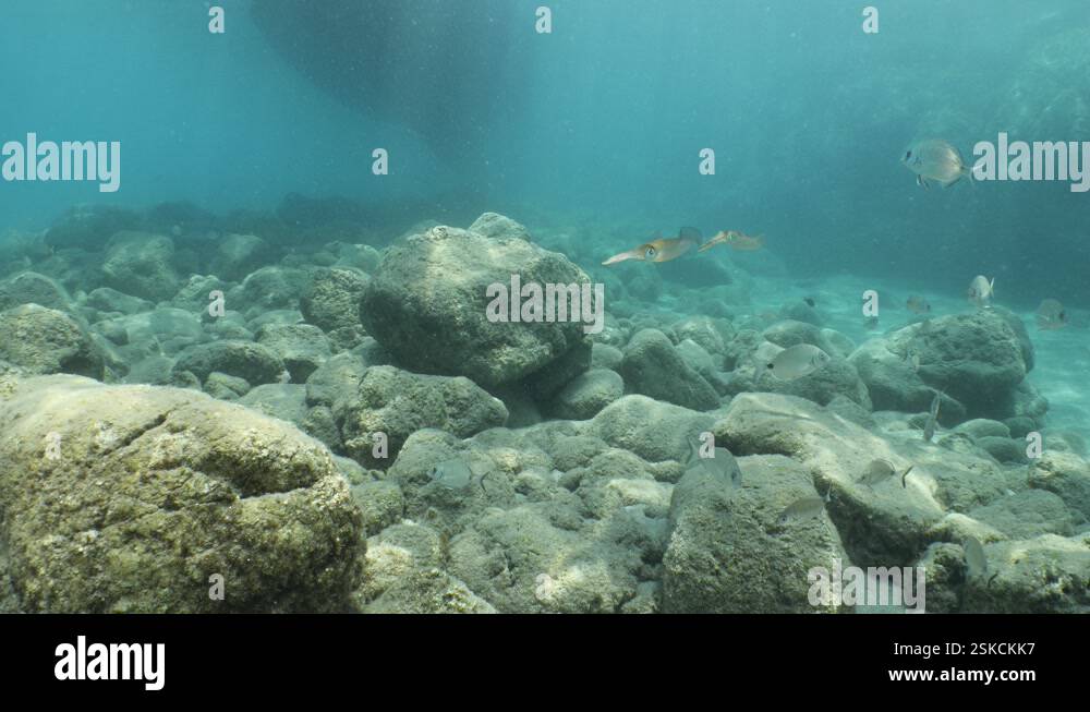 underwater calamari animal cephalopod Decapodiformes loligo vulgaris ...