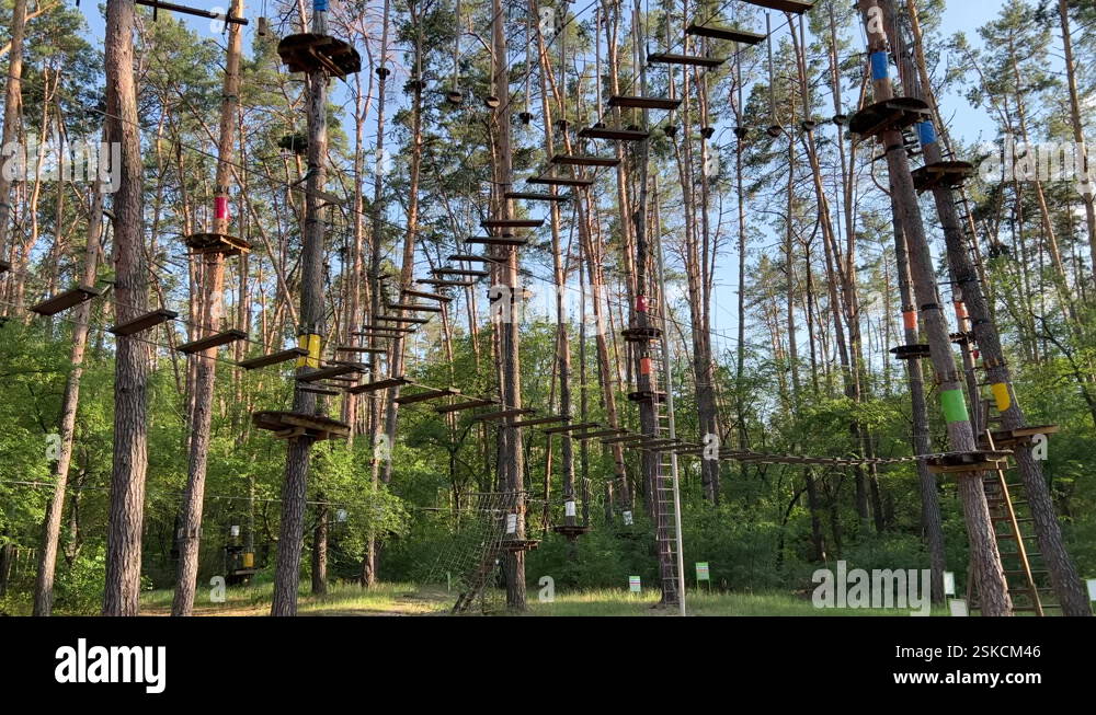 Rope park or high-rope courses among pine trees on a summer day. Bottom ...