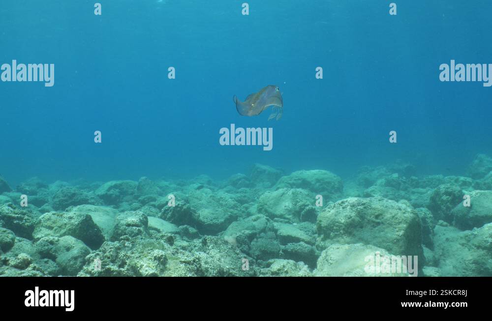 underwater calamari animal cephalopod Decapodiformes loligo vulgaris ...