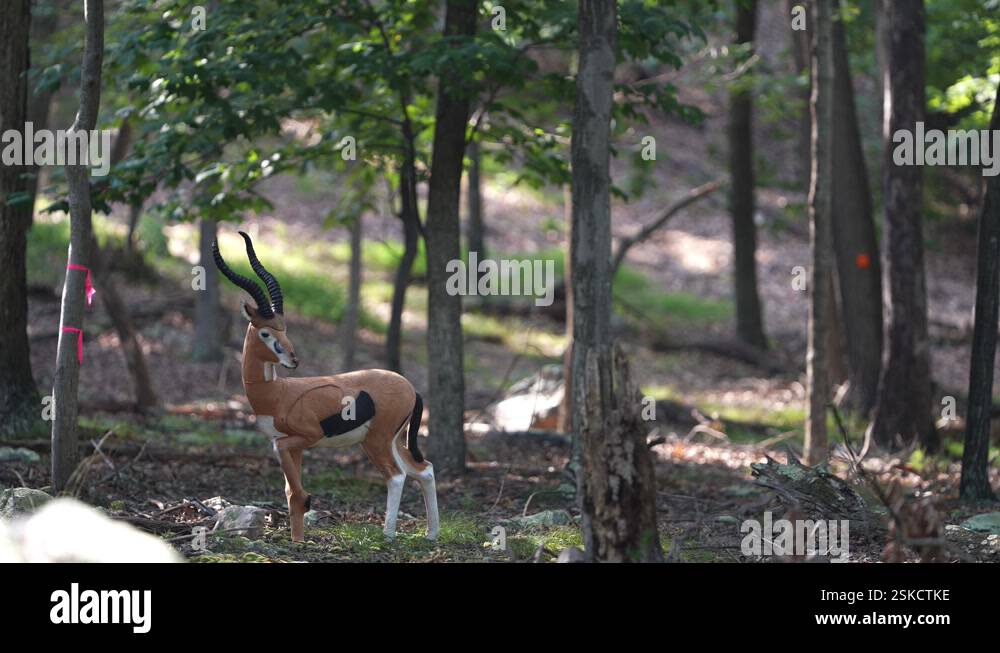 A 3D gazelle or antelope target set up in a forest for bowhunter ...
