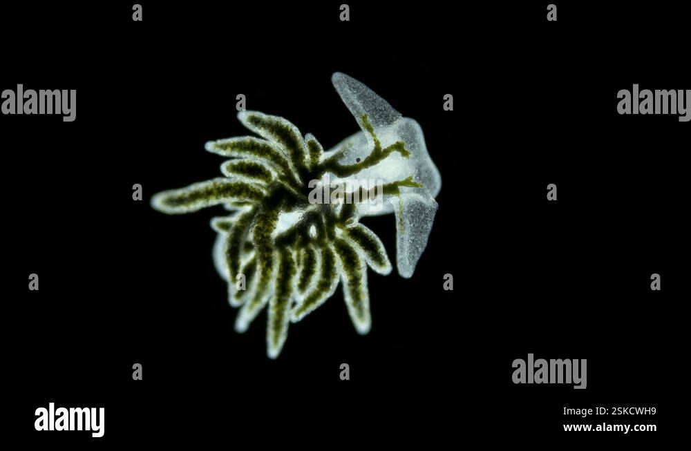 sea slug Placida dendritica under a microscope, superorder Sacoglossa ...