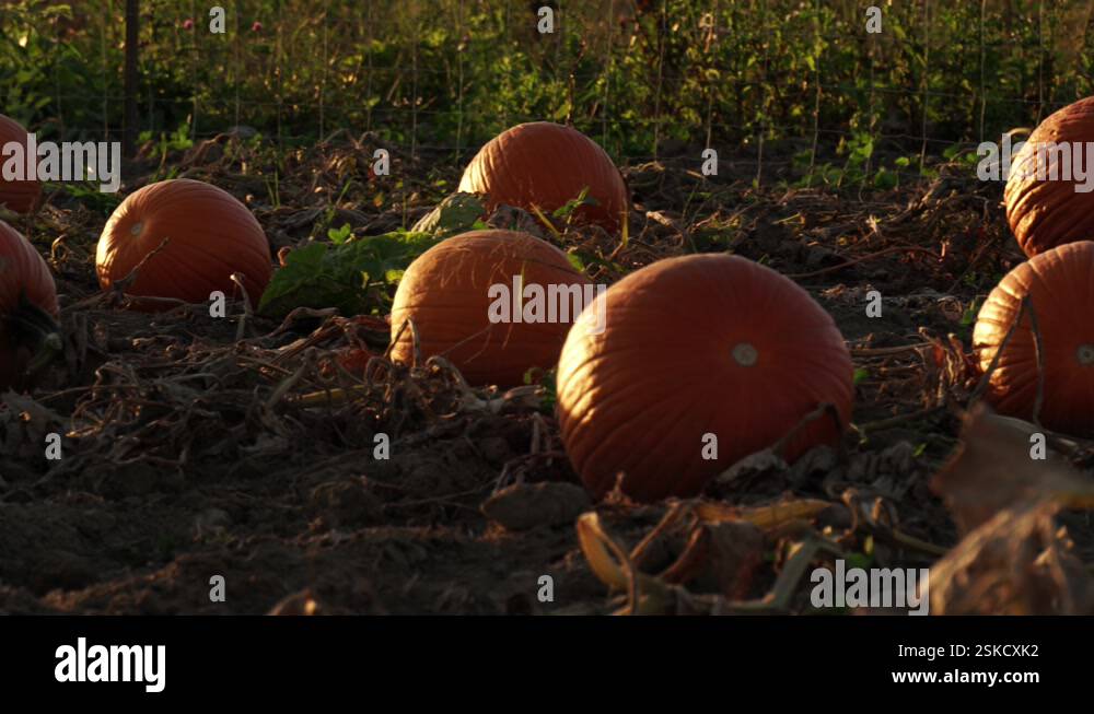 Pumpkin harvest and Thanksgiving Day season. Golden hour at farm with ...