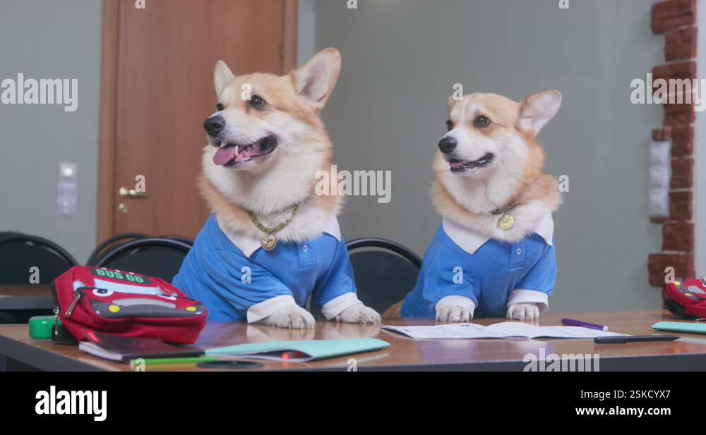 Two corgi dog in school uniforms are sitting at lesson desk, hiding ...