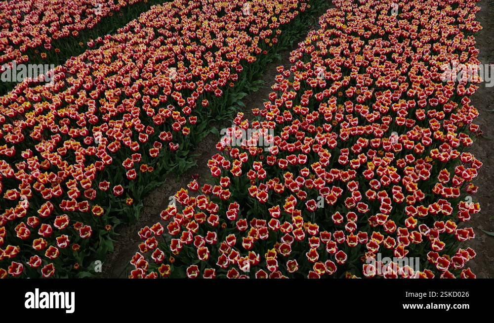 Tulip Fields - Rows of Beautiful Tulip Flowers in The Field On A Windy ...