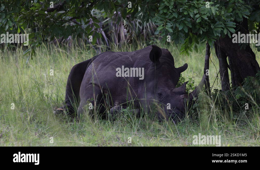 Large White Rhino laying under a tree in the shade, Africa Stock Video ...