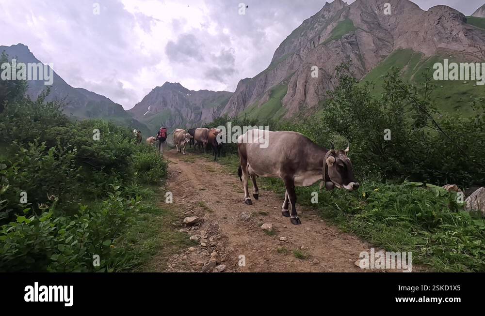 Approaching a herd of cows walking on a mountain trail in the alps ...
