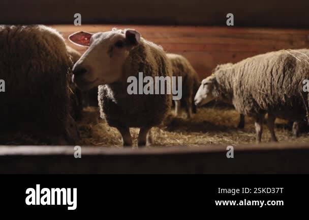 Wooden barn, Quiet animals, Rustic scene. Inside warm wooden barn ...