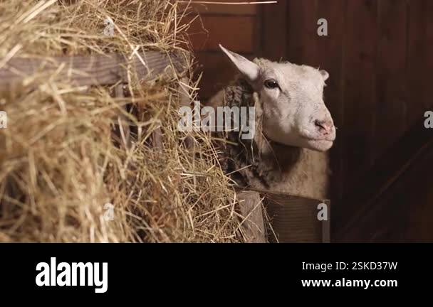 Rustic barn, calm sheep, serene expression. Sheeps tranquil expression ...