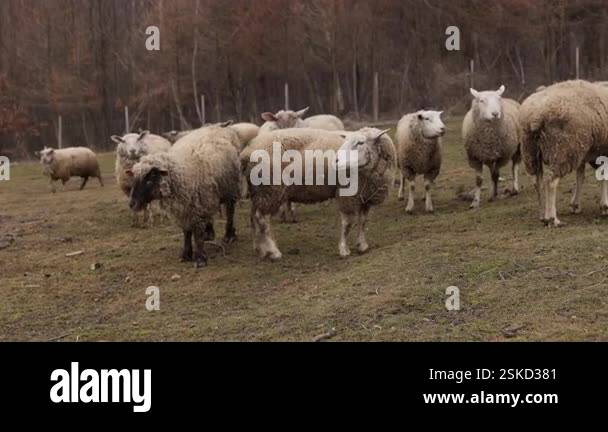 Rural field, woolly sheep, animals roaming. Sheep, donning thick woolly ...