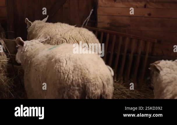 Rural atmosphere, Traditional farming, Sheep group. Sheep are coming ...