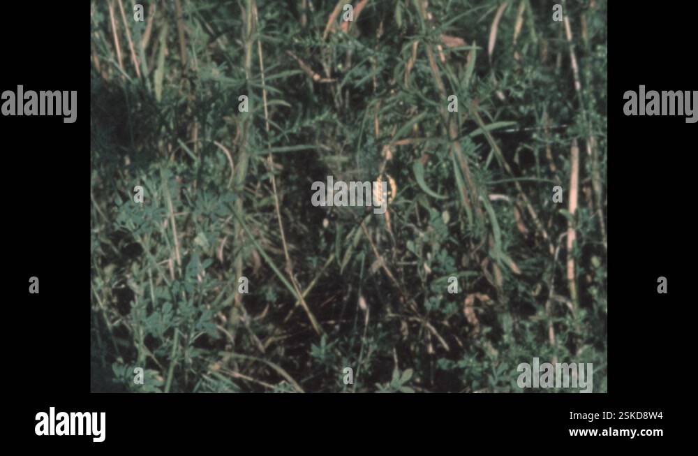 1950s: Orb weaver spider in a web between two shrubs. Person hits the ...
