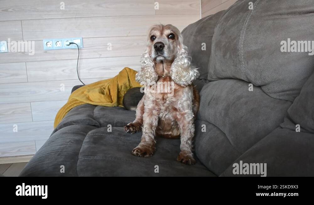 Boxer and cocker spaniel Stock Videos & Footage - HD and 4K Video Clips ...