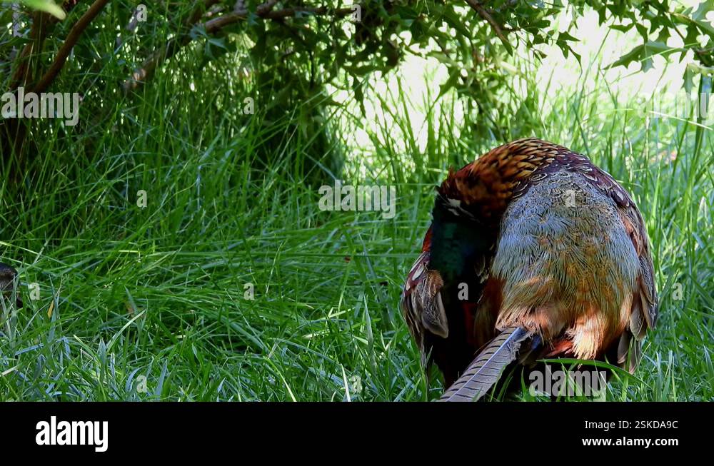 Close up shot of cute Common pheasant Stock Video Footage - Alamy