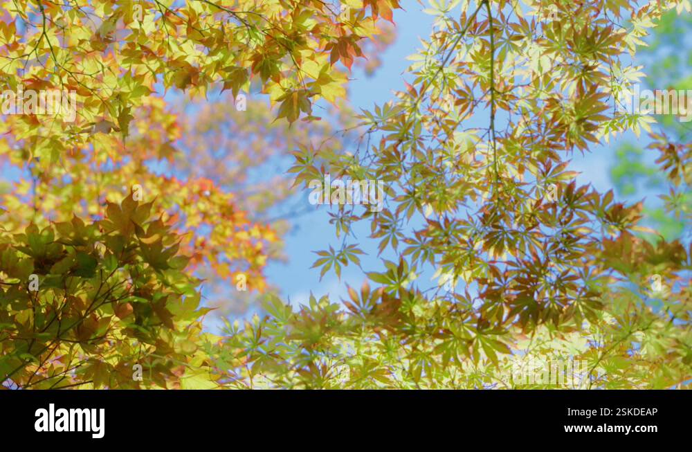 Green leaves tree on windy Stock Videos & Footage - HD and 4K Video ...
