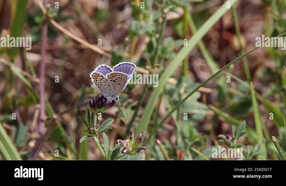 Melissa blue butterfly Stock Videos & Footage - HD and 4K Video Clips ...
