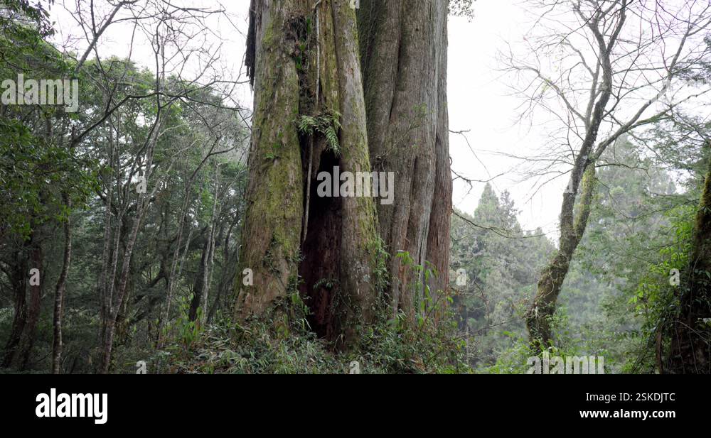 Alishan forest boasts massive ancient trees in alishan national forest ...