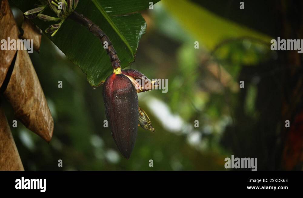 Spiderhunter Stock Videos & Footage - HD and 4K Video Clips - Alamy