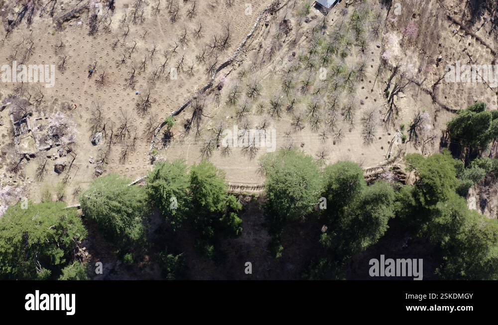 Topdown view of dry field and treelined pine in Narkanda, India. Aerial ...