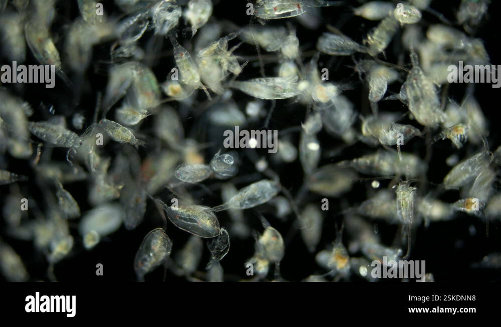 Zooplankton and plankton of the White Sea under a microscope Stock ...