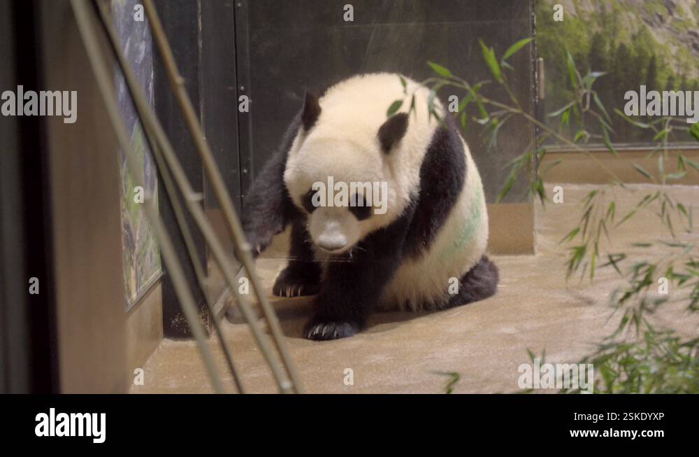 Cute baby panda play at Ueno Zoo park Tokyo Japan Japanese icon visit ...