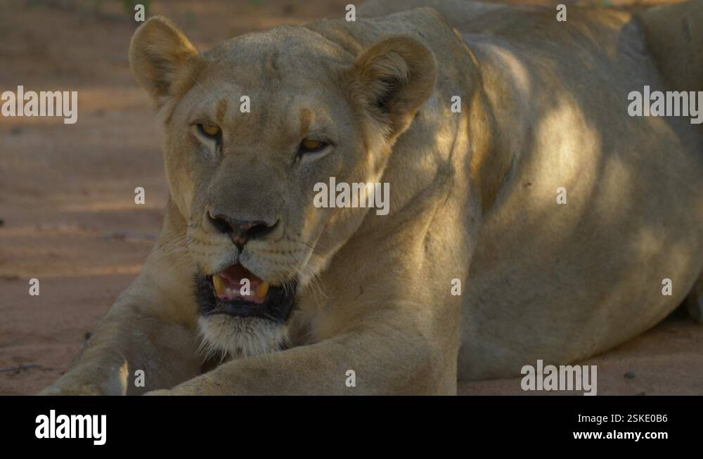 Lioness resting in shadow savanna Stock Videos & Footage - HD and 4K ...