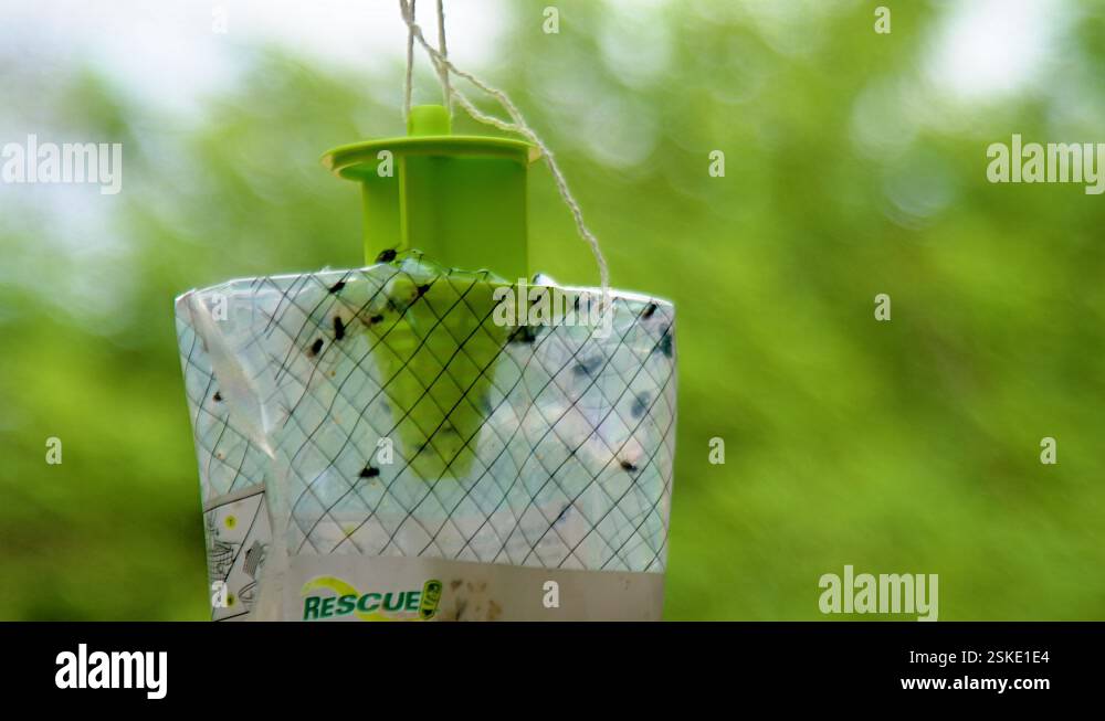 Fly trapper bag hangs catching swarm of small black insects stuck ...