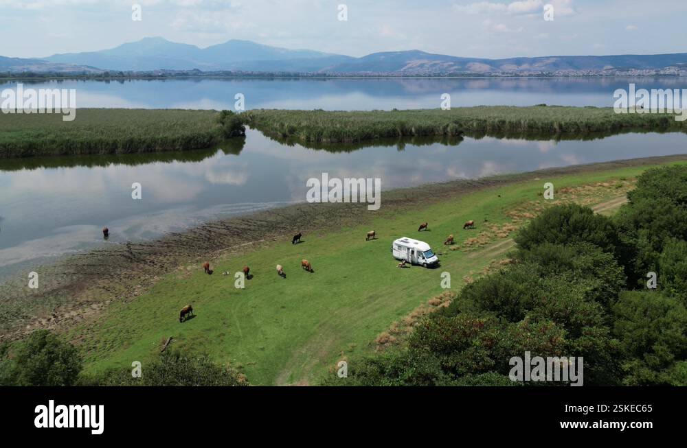 Motorhome Camper Van relax between Cattle of Cows at Ioannina Lake ...