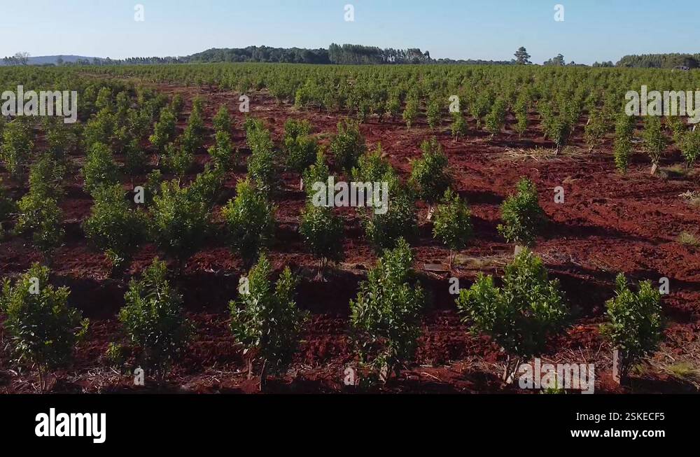 Traditional plantations Stock Videos & Footage - HD and 4K Video Clips - Alamy