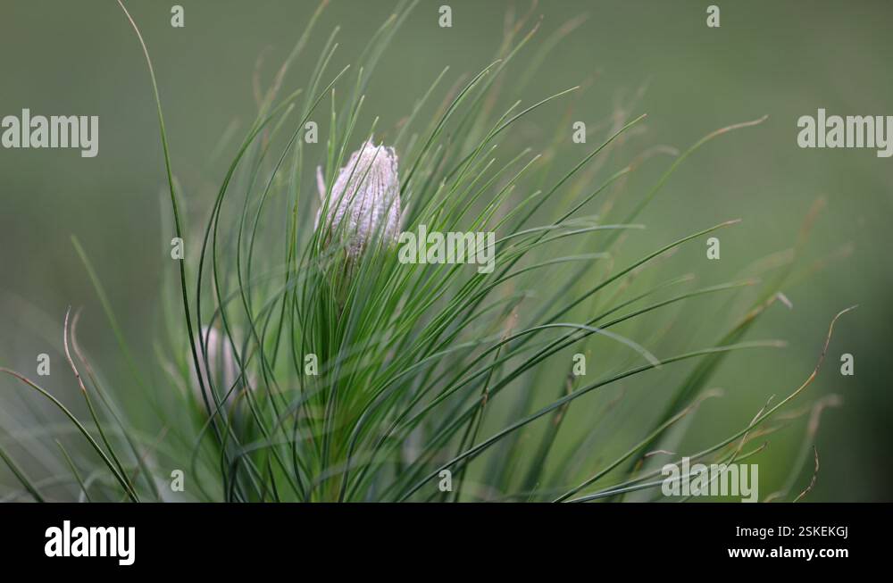 Beautiful Asphodeline taurica blurred green grass background. Mountain ...