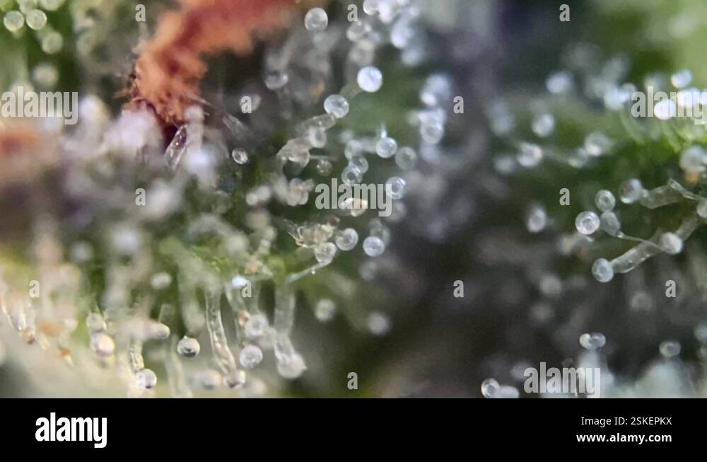 Perfect zoom marijuana cannabis flower macro trichomes THC CBD under ...