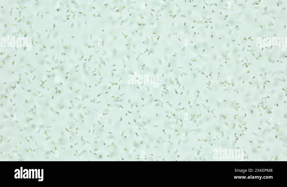 Unicellular algae Dunaliella salina under microscope, Chlorophyta, Volvocales Stock Video ...