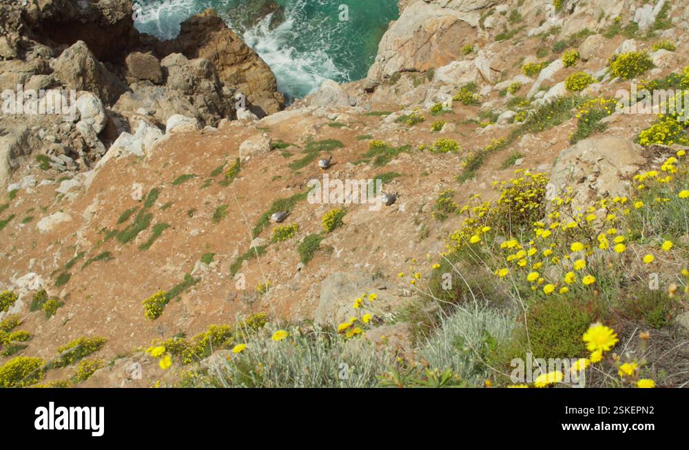 Seagulls bird brooding incubating eggs close to rugged steep cliff ...