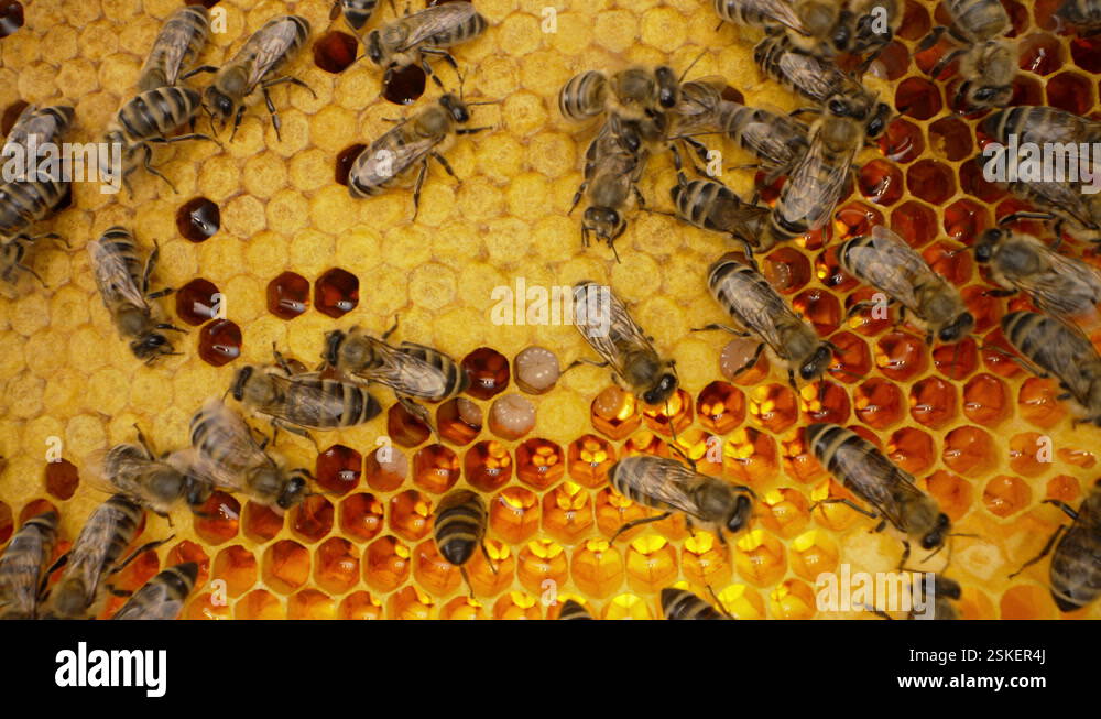 Bees family working on honeycomb in apiary. Life of Carniolan honey bee ...