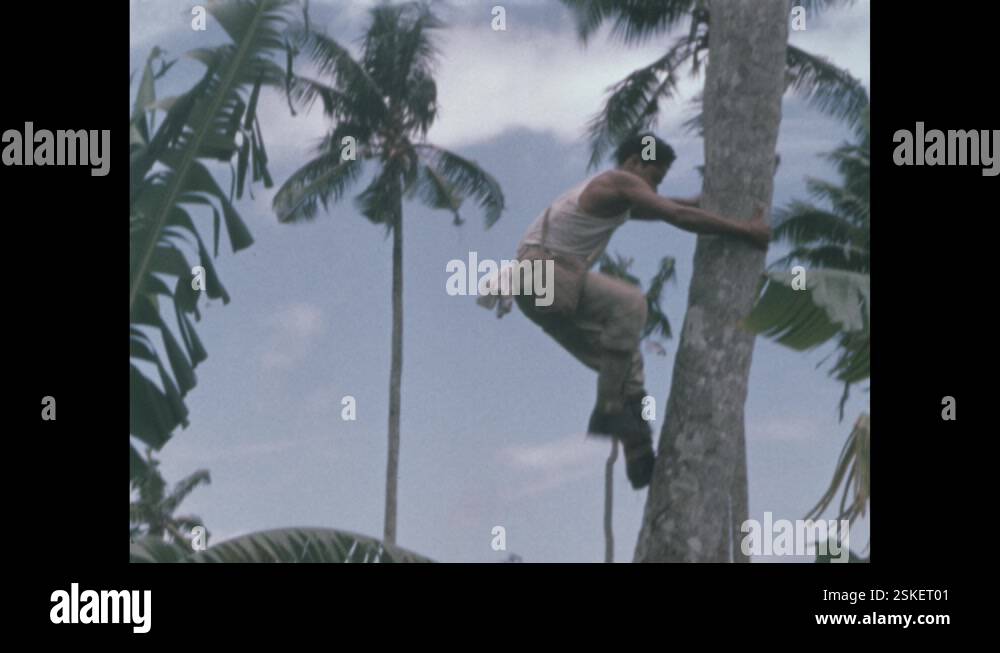 Man up tree Stock Videos & Footage - HD and 4K Video Clips - Alamy