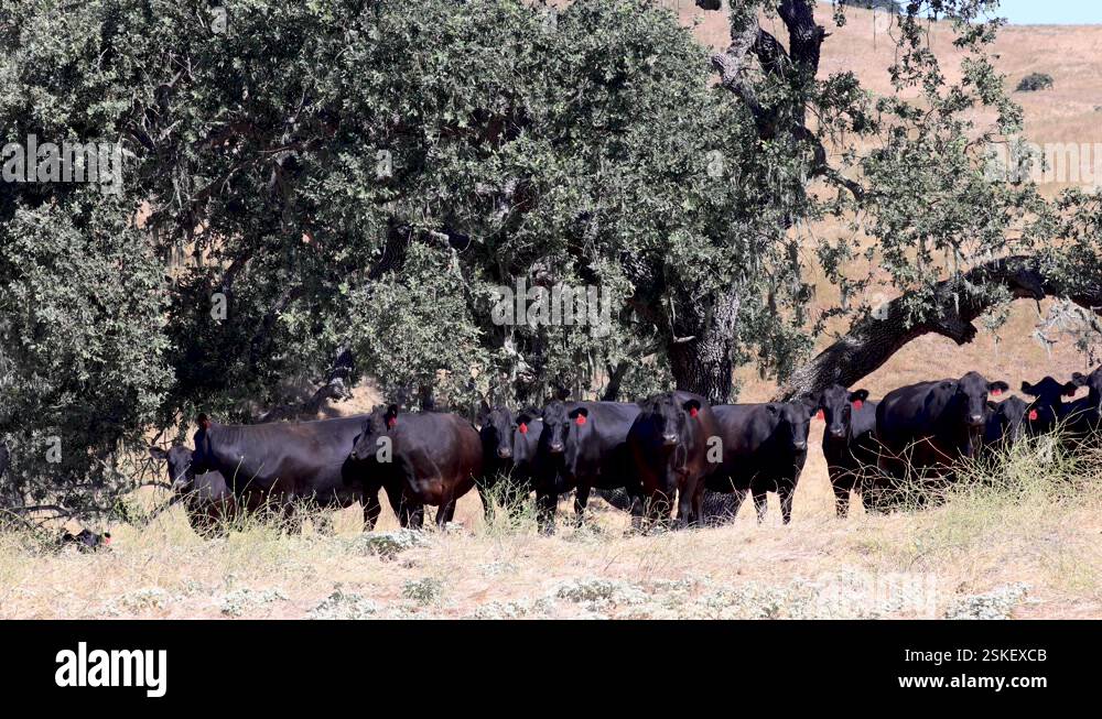 High Intensity Grazing Black Angus Cattle, Regenerative Agriculture in ...