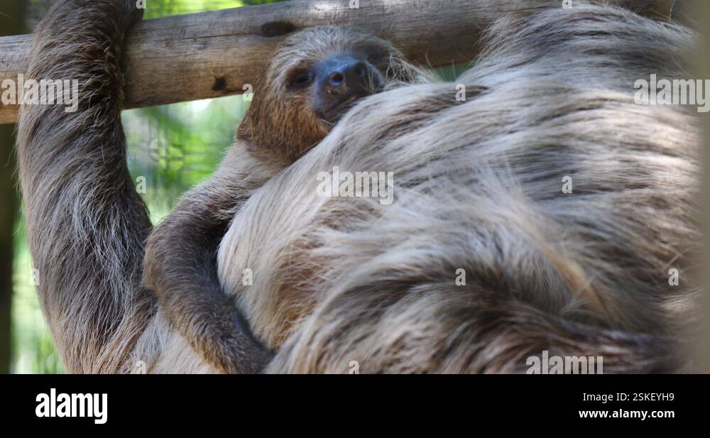 Family Portrait: Mother Sloth and Three Cute Cubs in the Tropical ...