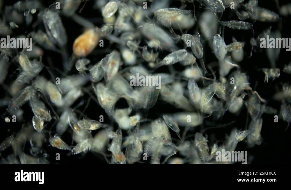 Zooplankton and plankton of the White Sea under a microscope Stock ...