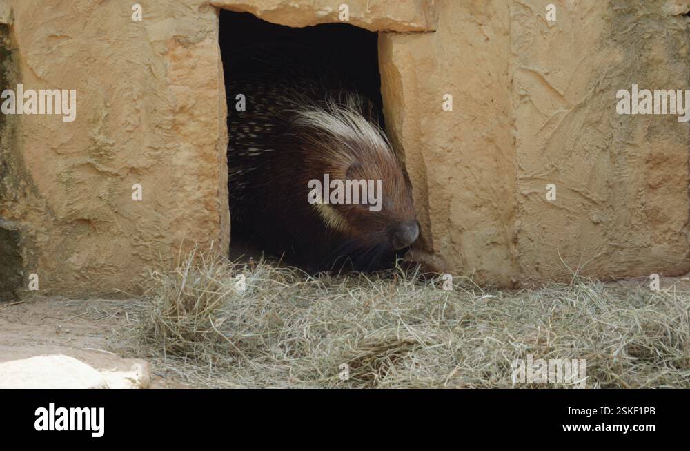Crested Porcupine Inside Its Den Peeking Outside In Prague Zoo, Czech ...