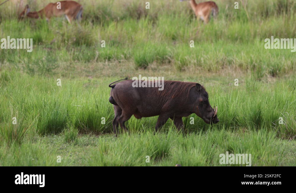 Warthog walking slowly across grasslands in Uganda, Africa Stock Video ...